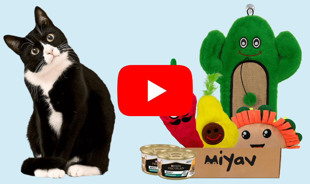 Miyav | Çok iyi değil mi yav!