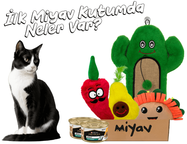 Miyav | Çok iyi değil mi yav!