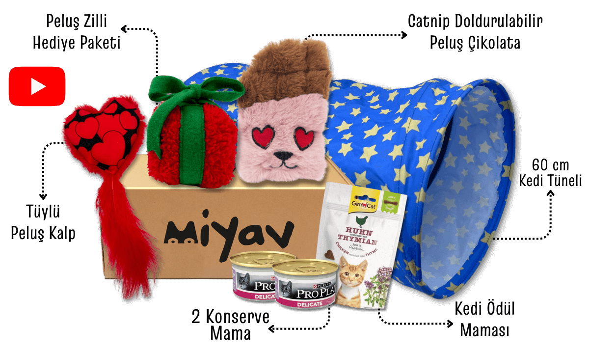 Miyav | Çok iyi değil mi yav!