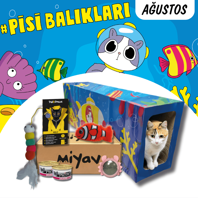 Miyav | Çok iyi değil mi yav!